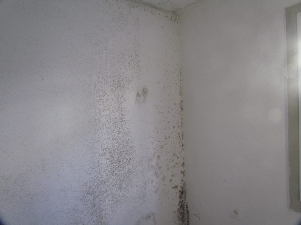 How to Tell if There is Mold in Your Walls – [Ecothermix- Insulation ...